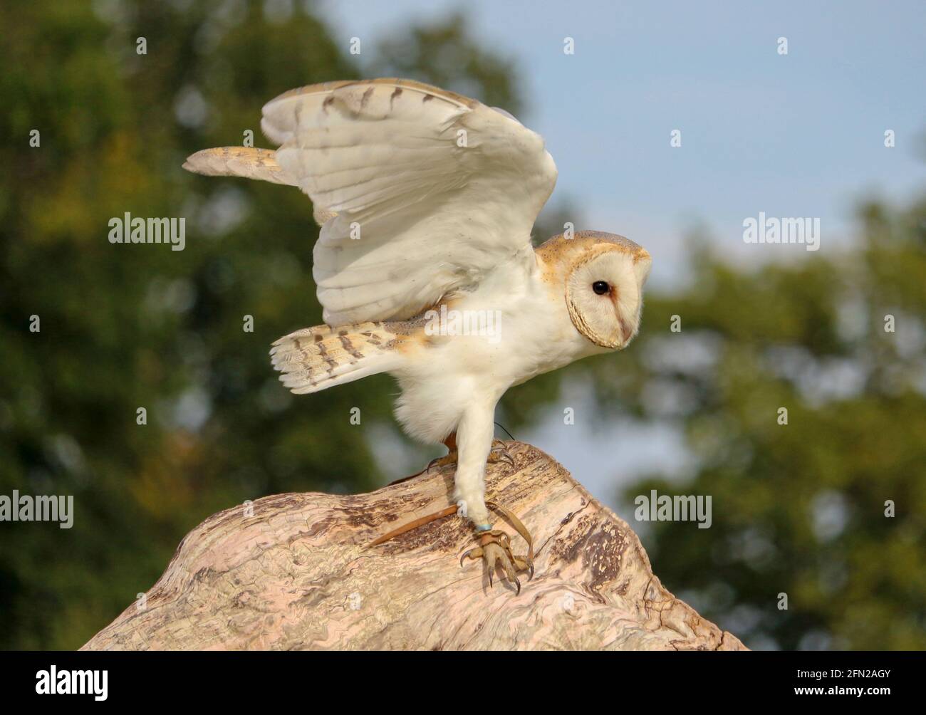 The Barn Owl Stock Photo - Alamy