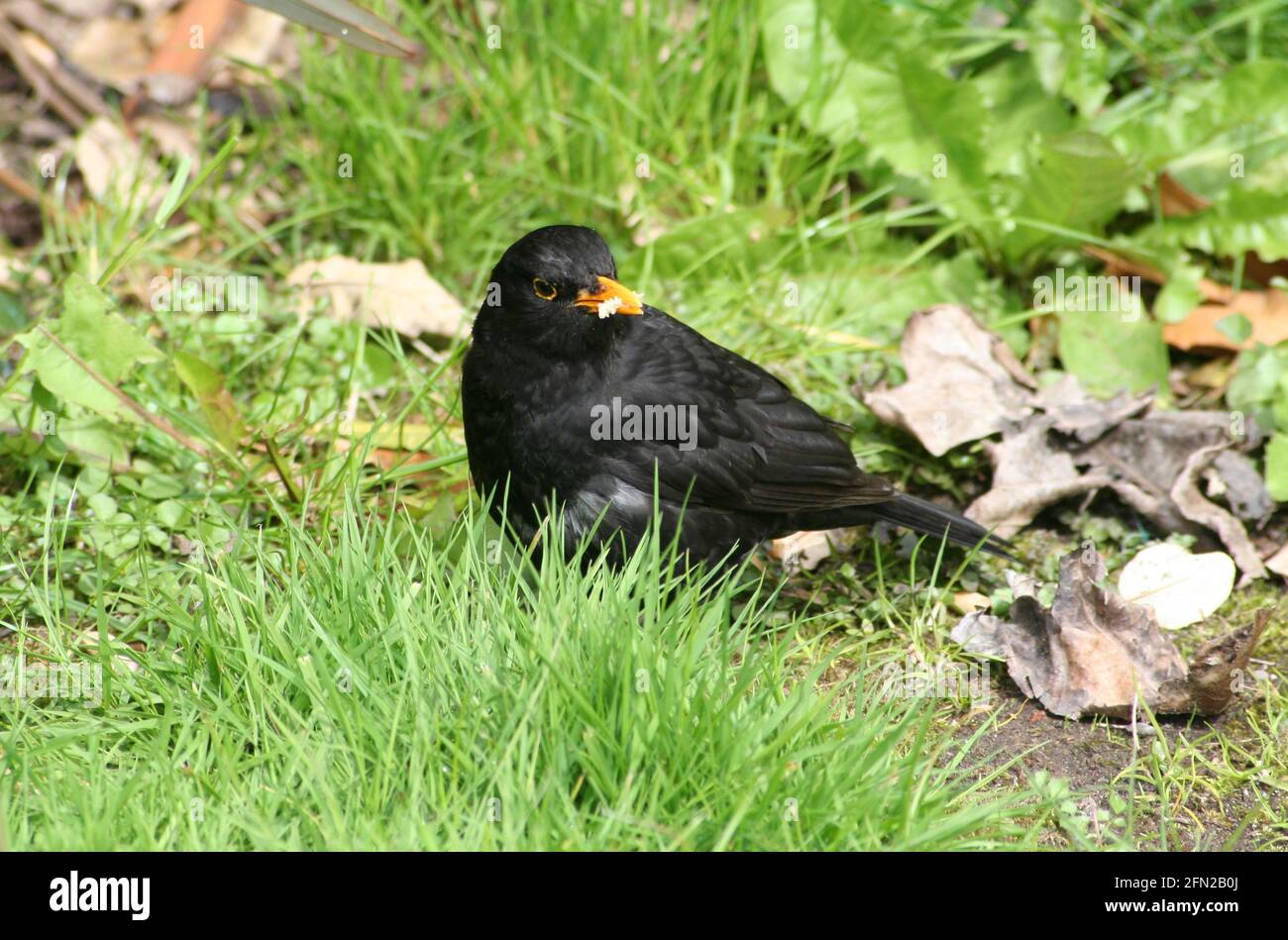 Black bird turdus merula hi-res stock photography and images - Alamy