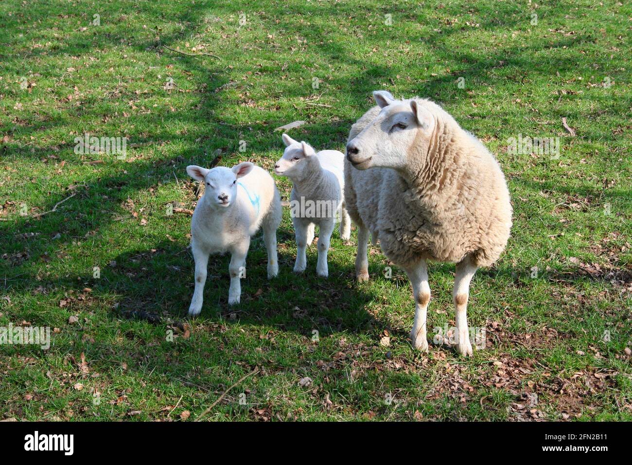Cheviot breed sheep hi-res stock photography and images - Alamy