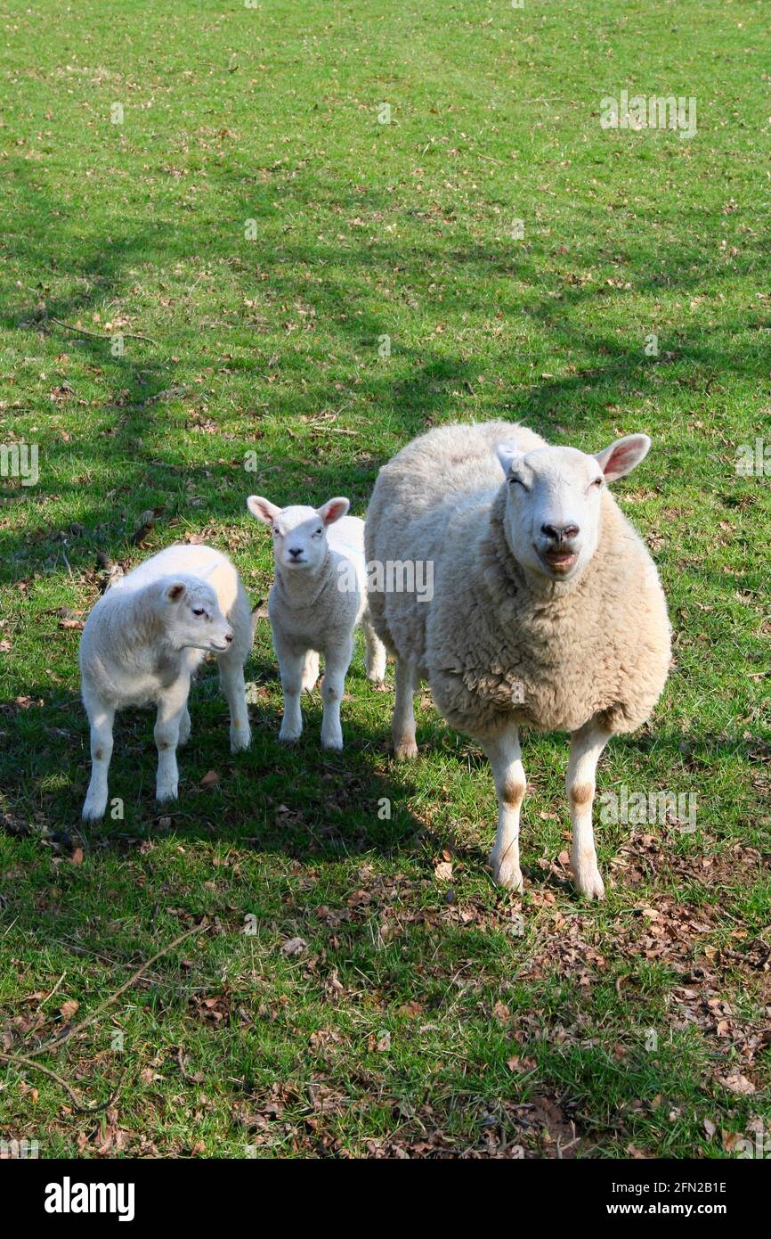 Cheviot sheep hi-res stock photography and images - Alamy