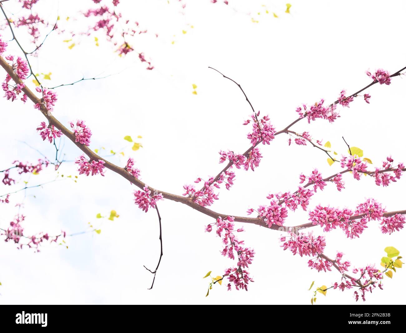 Redbud tree branches in Cut Out Stock Images & Pictures - Alamy