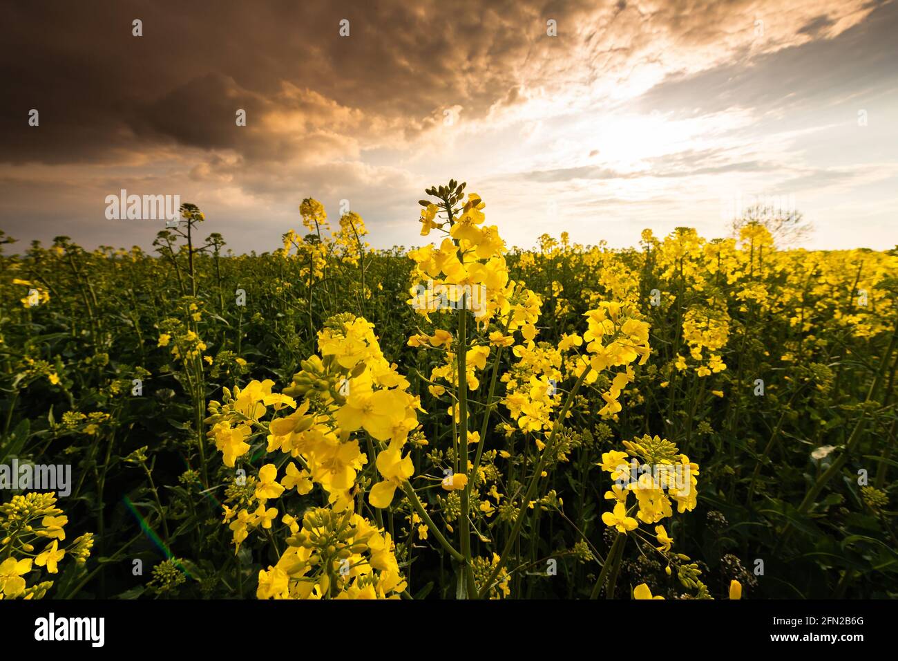 Agricultural landscape of canola or rapeseed farm field Stock Photo - Alamy