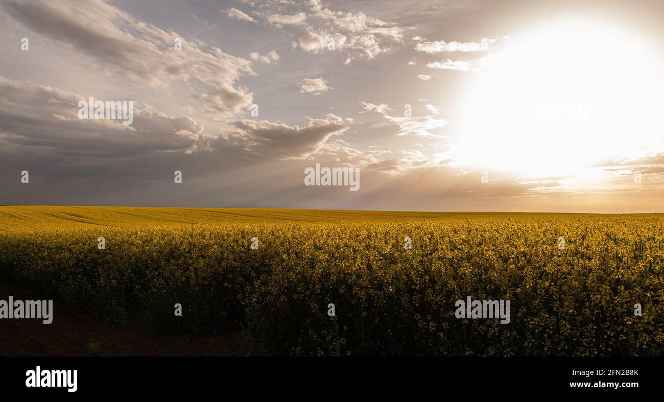 Agricultural landscape of canola or rapeseed farm field Stock Photo - Alamy