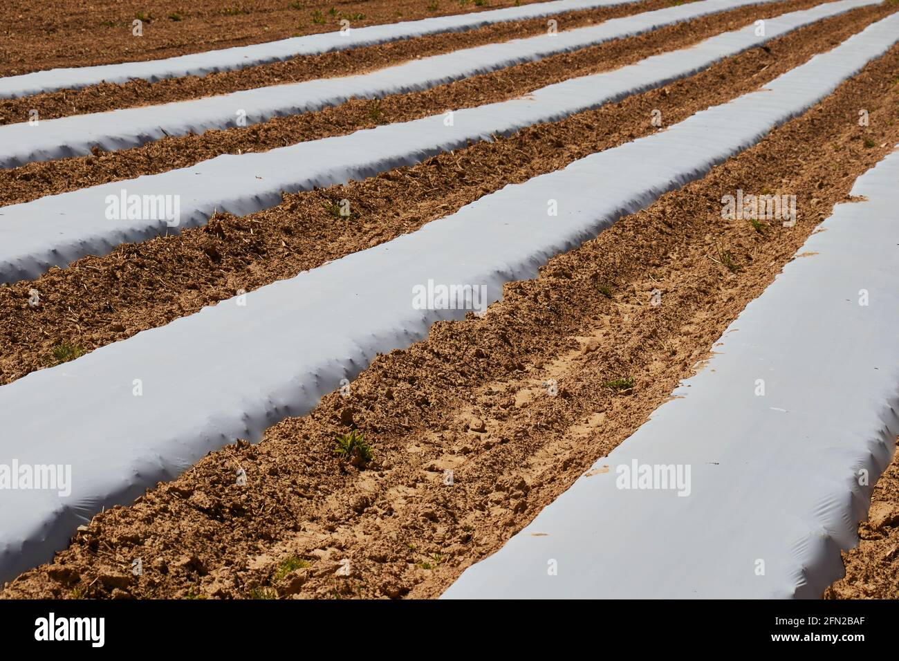 Rows of plastic sheeting set out on a Lancaster County farm field Stock ...