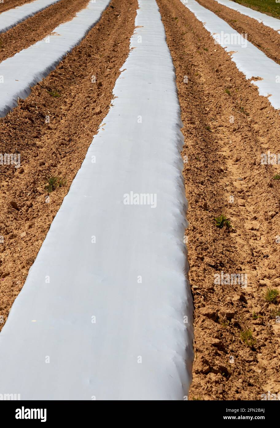 Rows of plastic sheeting set out on a Lancaster County farm field Stock ...