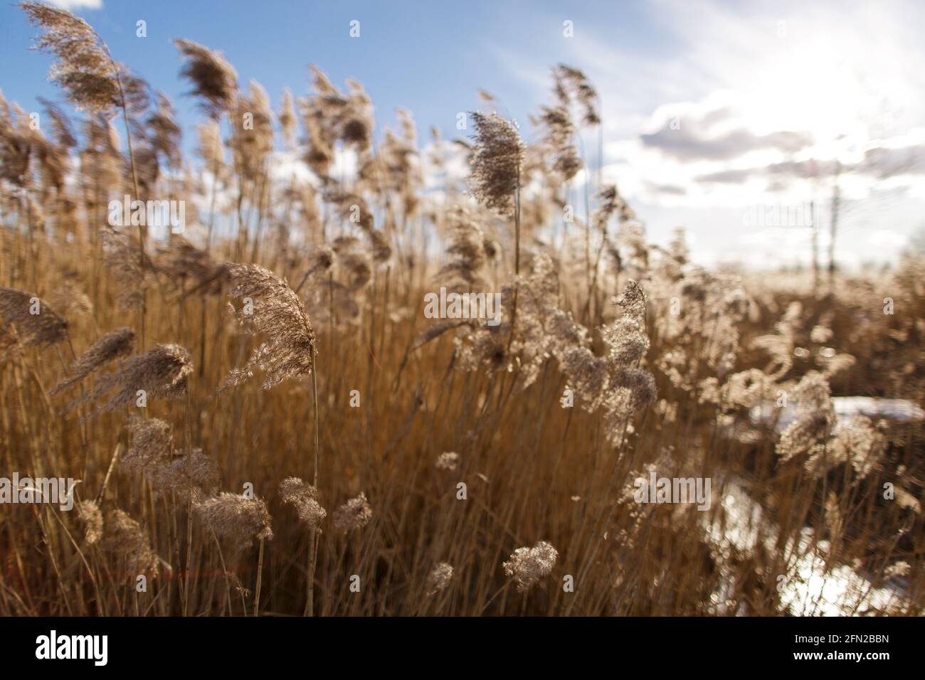 Field of tall dry grass Against the backdrop of blue sky and sunny ...