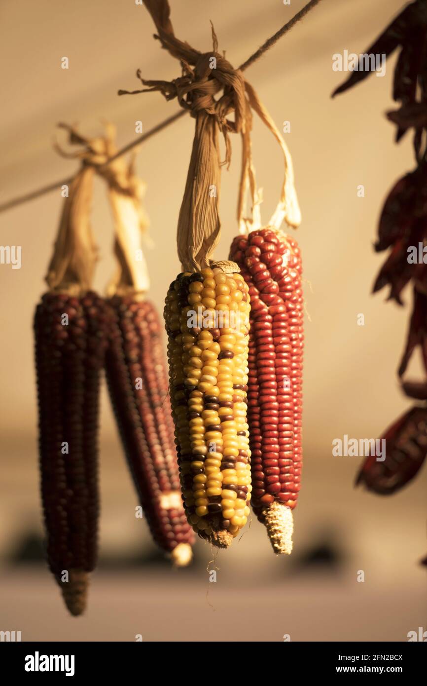 Vertical shot of various corn cobs of different colors hanging from a ...