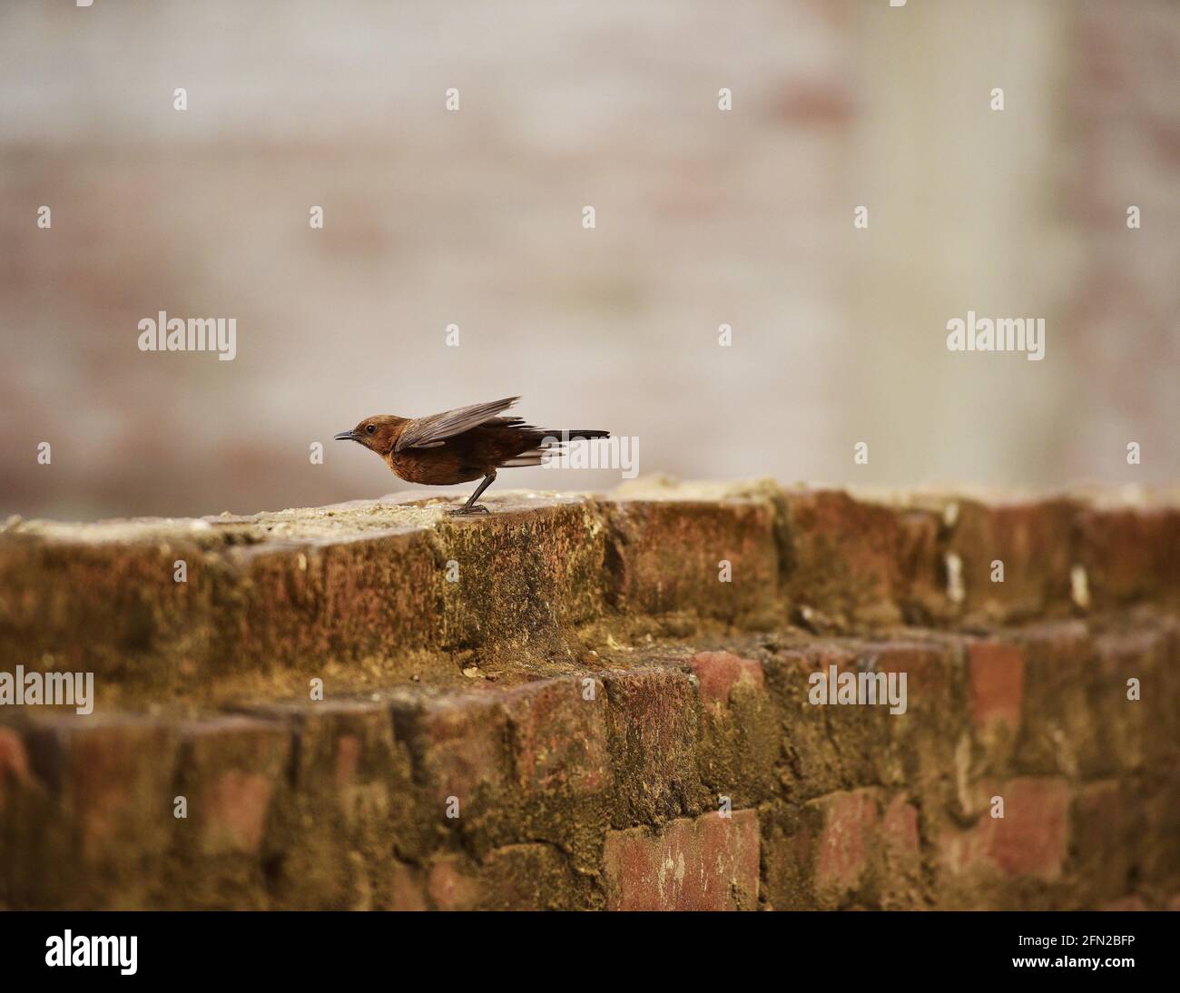 Cute little bird flapping its wings on a brick wall in a park with ...