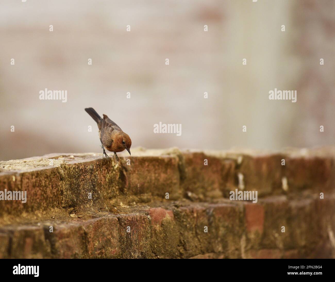 Curious little bird taking a peek below brick wall in a park with ...