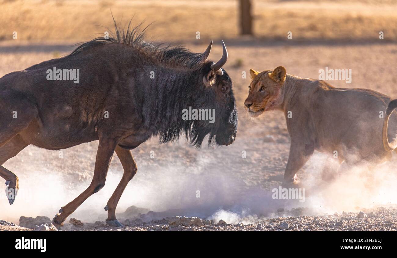 Predator and prey don't see eye to eye. SOUTH AFRICA: A LIONESS was ...