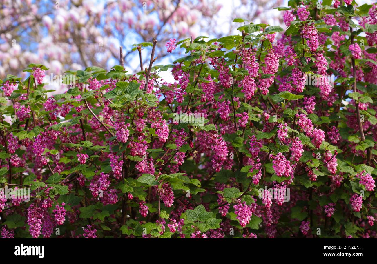 Flowering Currant Bush Stock Photo - Alamy