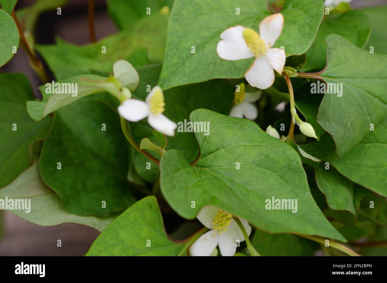 Acetaldehyde hi-res stock photography and images - Alamy