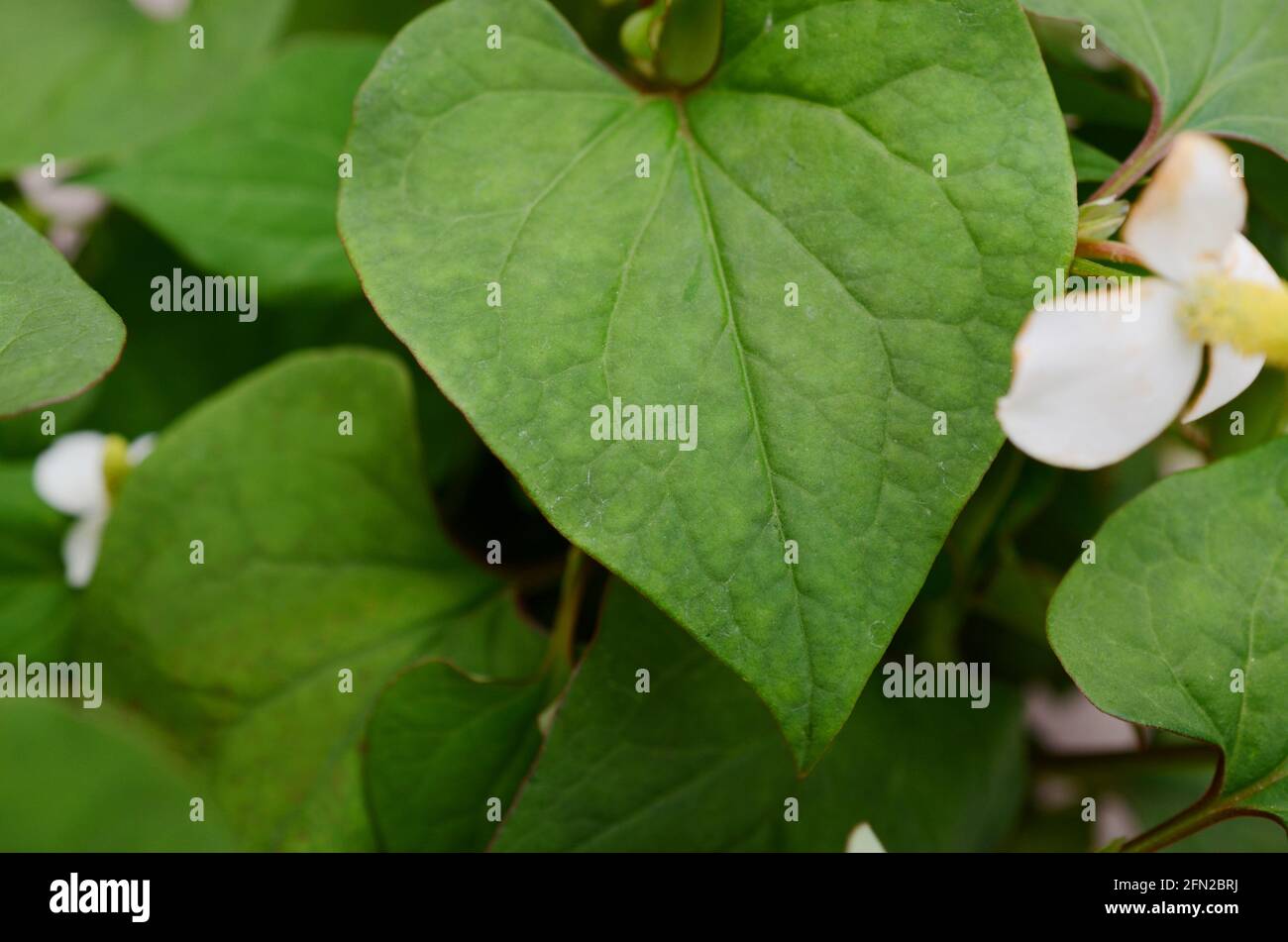 Houttuynia cordata vegetables Stock Photo - Alamy