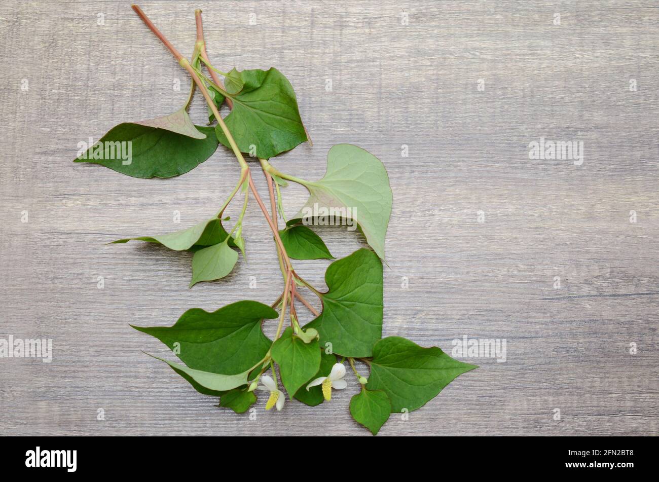 two houttuynia cordata branch vegetables Stock Photo - Alamy