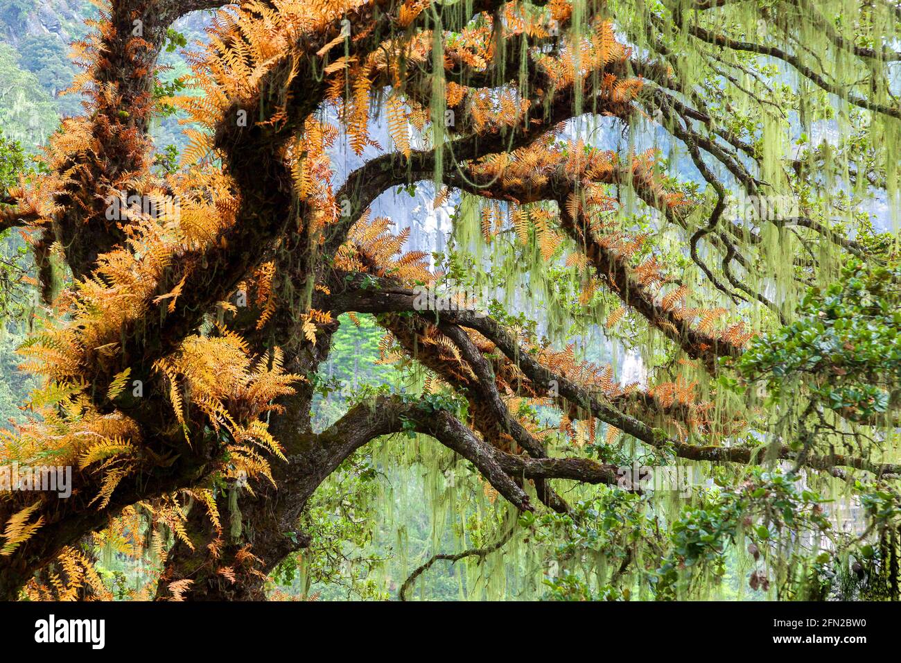 Paro district bhutan hi-res stock photography and images - Alamy