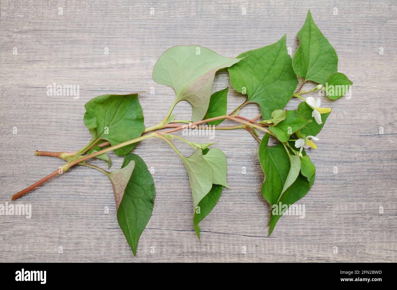 two houttuynia cordata branch vegetables Stock Photo - Alamy