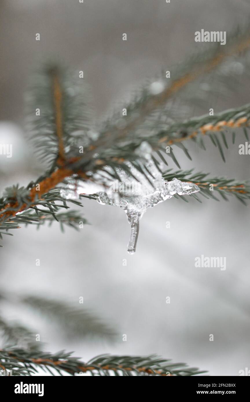 Christmas plant snow on the mountain hi-res stock photography and ...