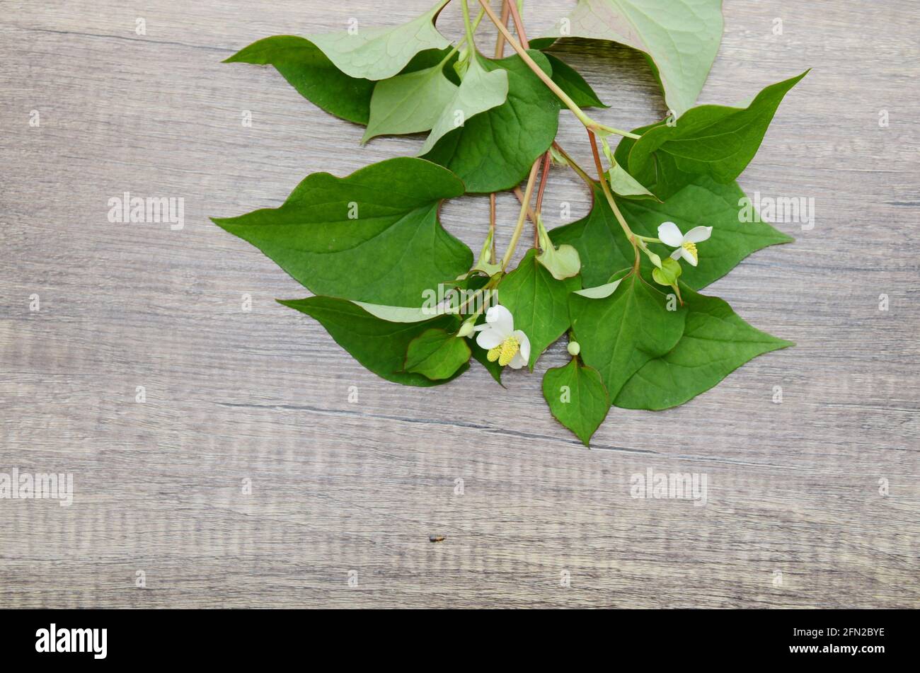 Houttuynia cordata vegetables Stock Photo - Alamy