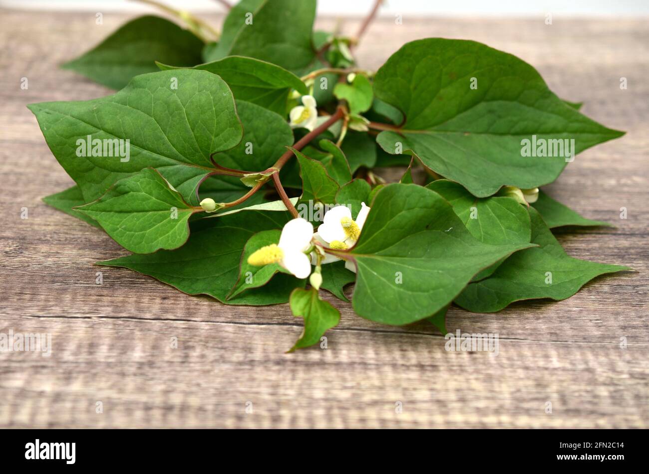 Houttuynia cordata Thunb. Flavone, saururaceae Stock Photo - Alamy