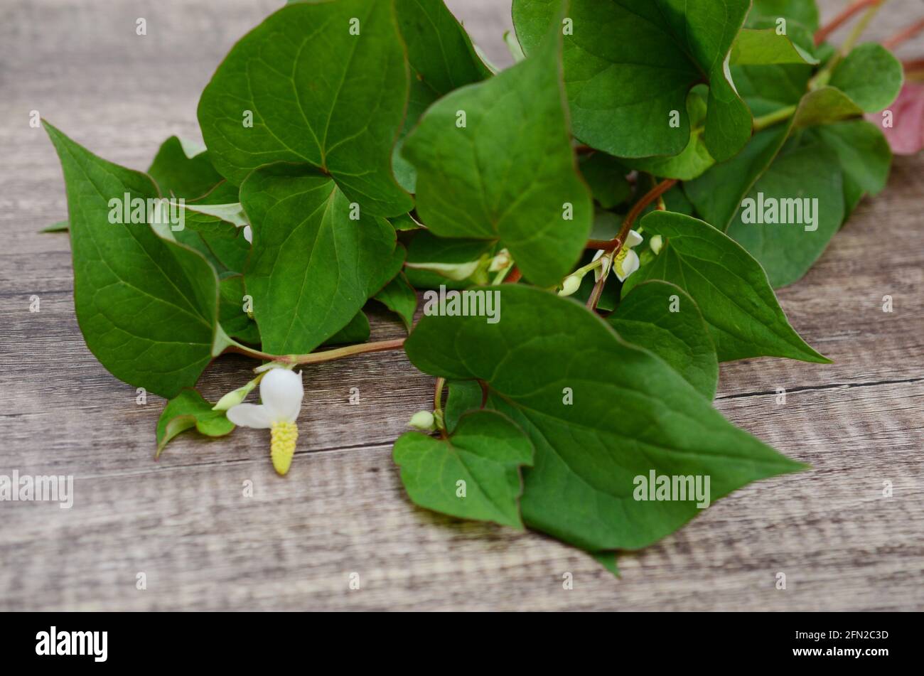 Vegetable of houttuynia cordata fish herb leaves Stock Photo - Alamy