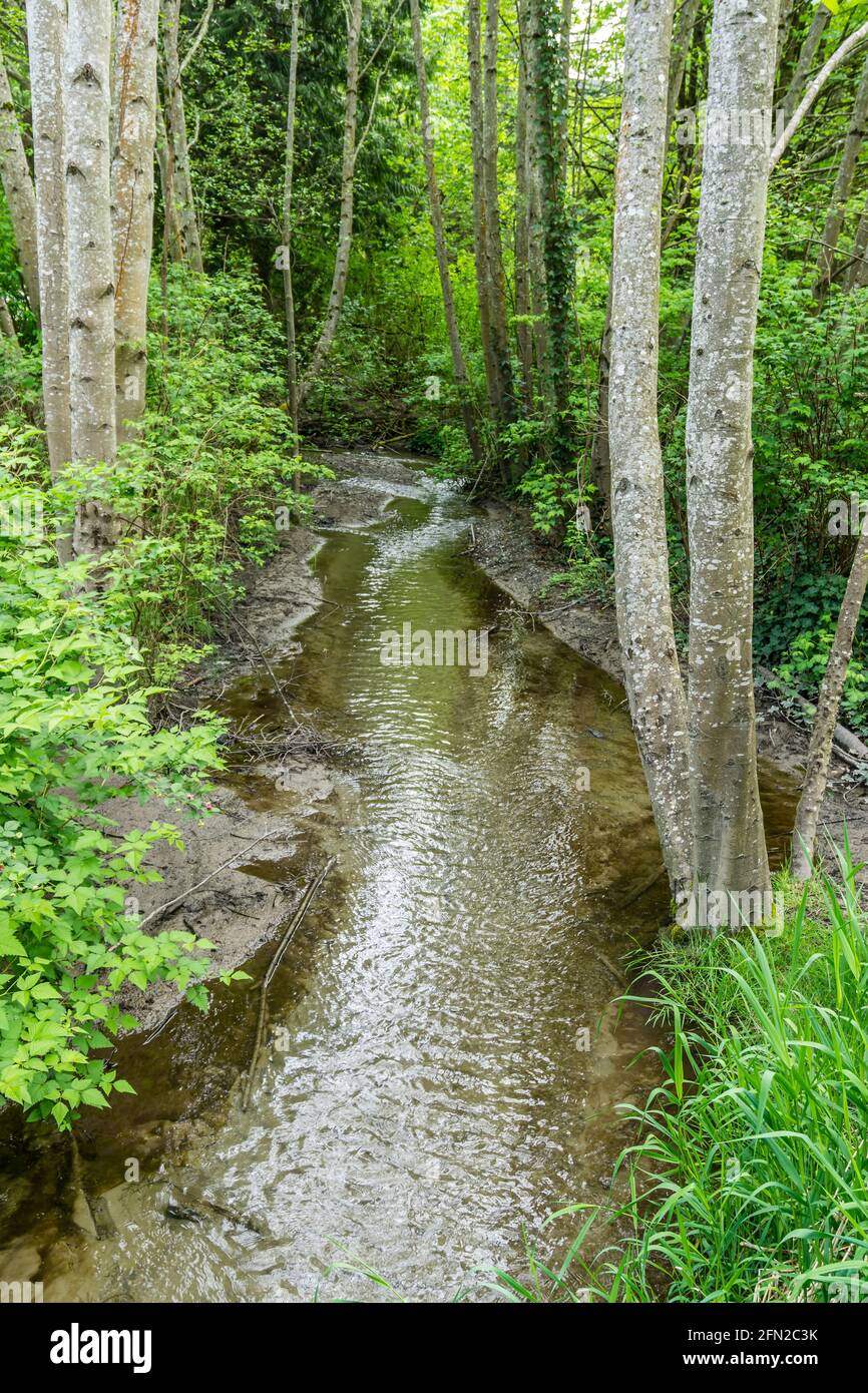 A small stream flows between trees at Dash Point State Park in ...