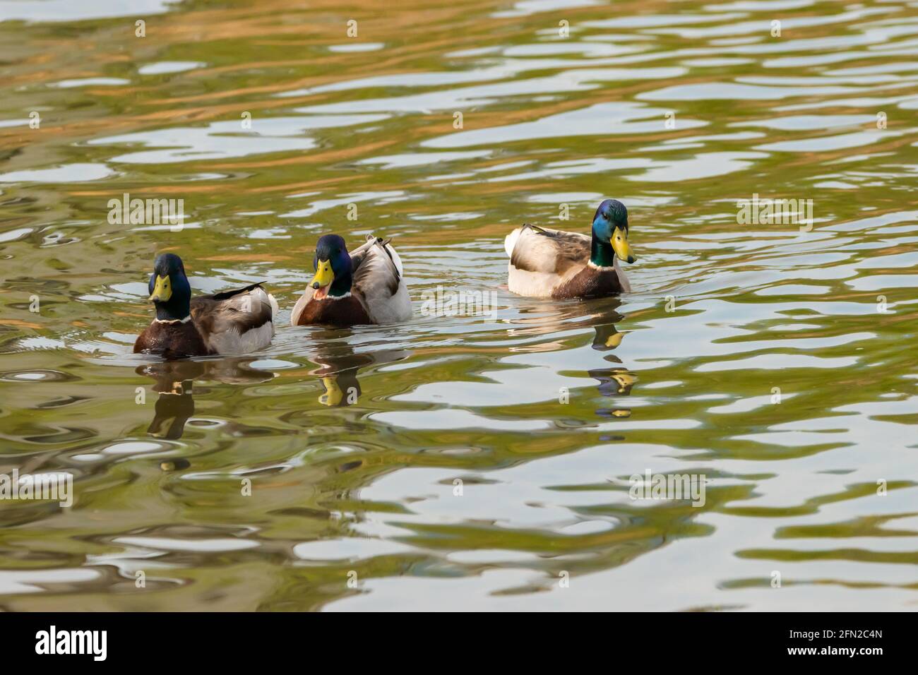 Duck observation at the lake of Constance in Altenrhein in Switzerland ...