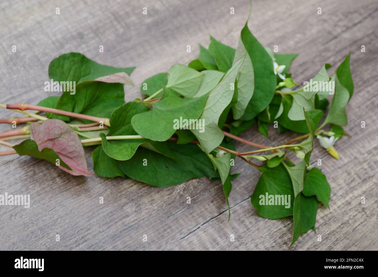 Vegetable of houttuynia cordata fish herb leaves Stock Photo - Alamy