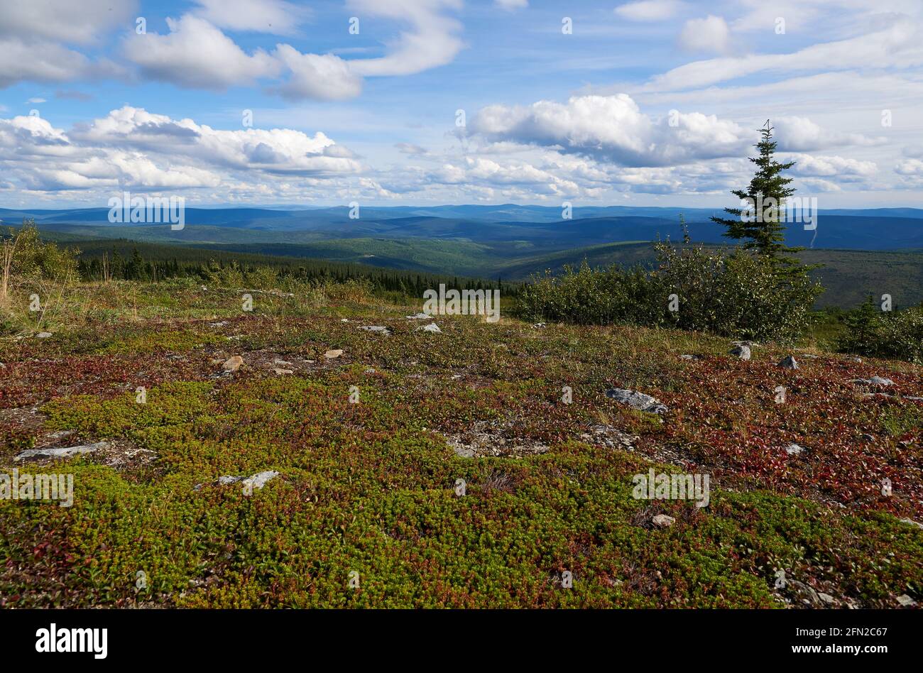 Flat, dense vegetation on rocky ground at Wickersham Dome (Alaska, USA ...