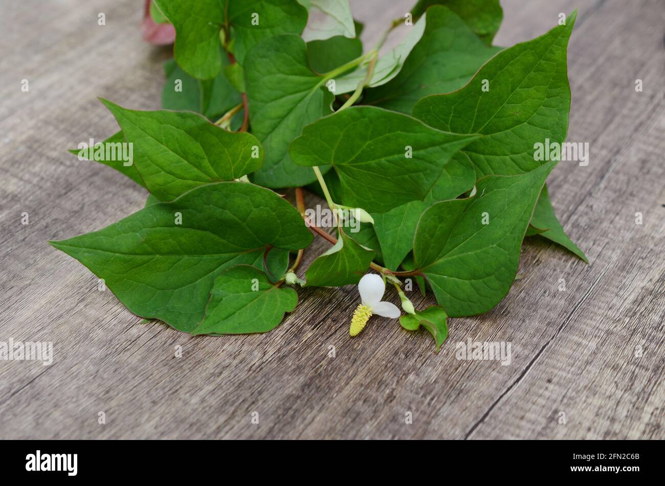 Houttuynia Cordata Fish plant or Plu Kaow vegetable Stock Photo - Alamy