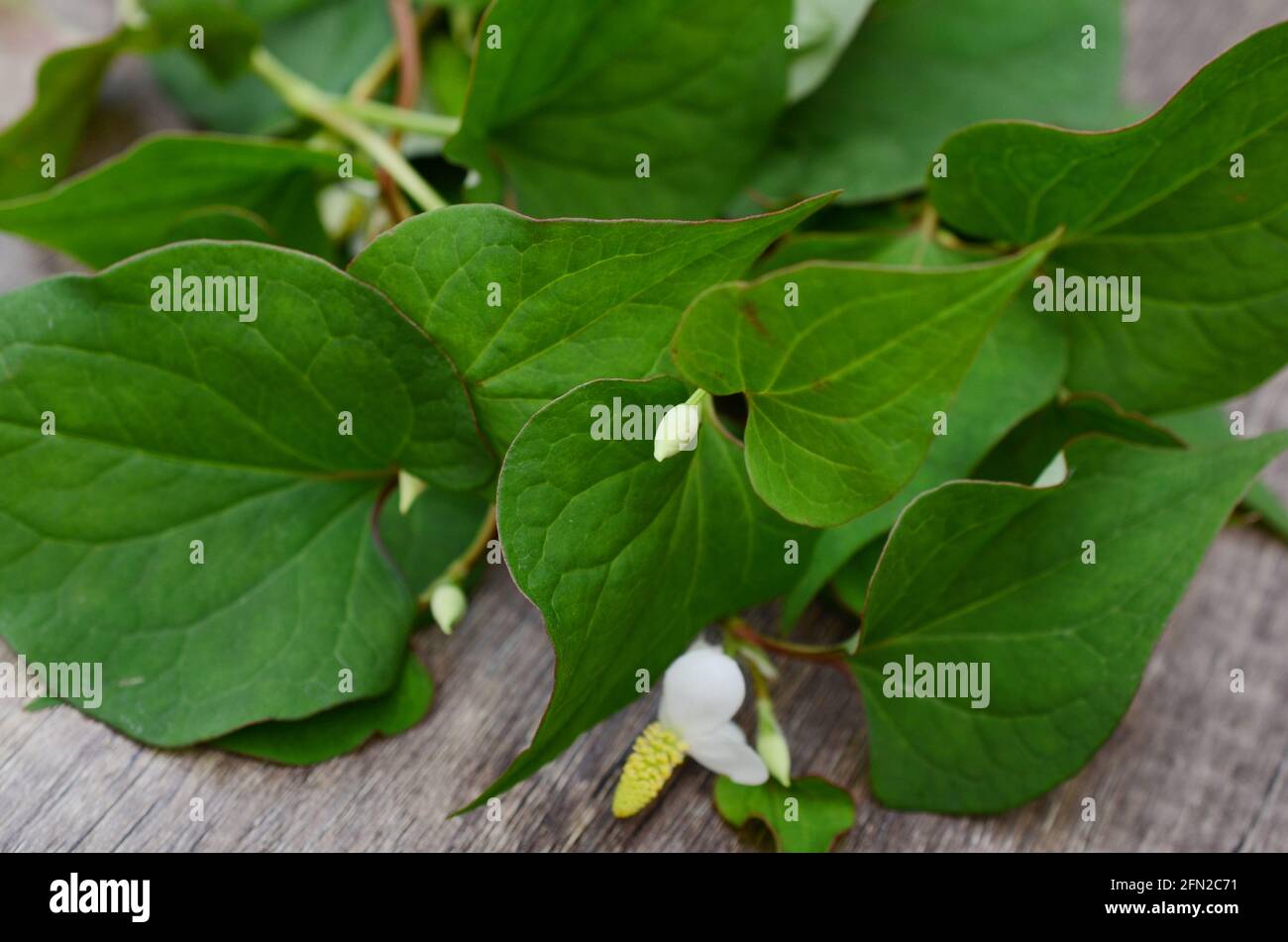 Houttuynia Cordata Thunb herbs and vegetables Stock Photo - Alamy