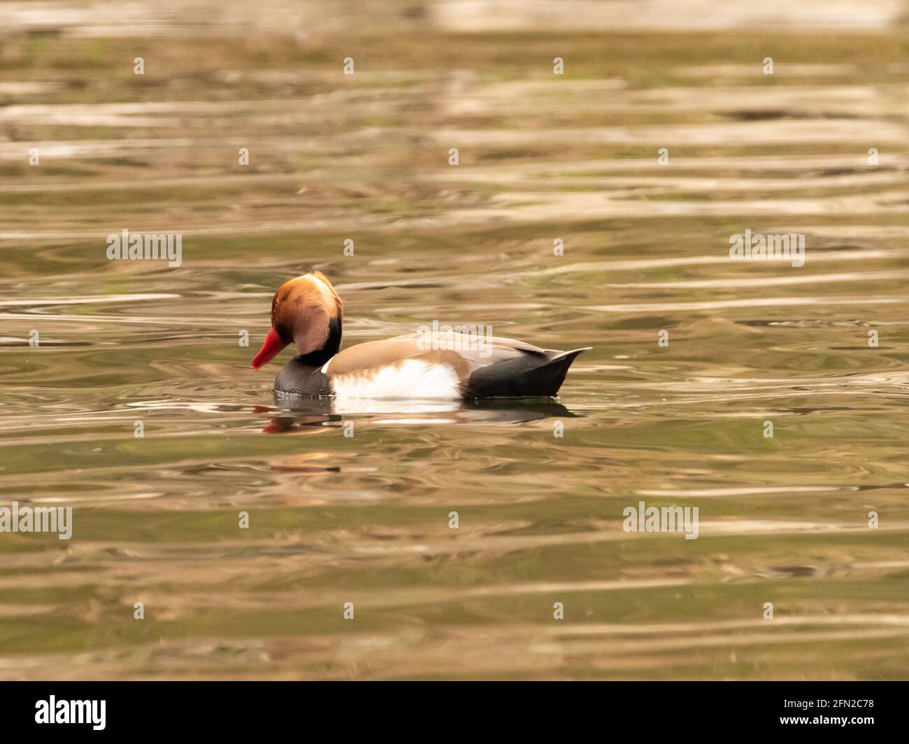 Duck observation at the lake of Constance in Altenrhein in Switzerland ...