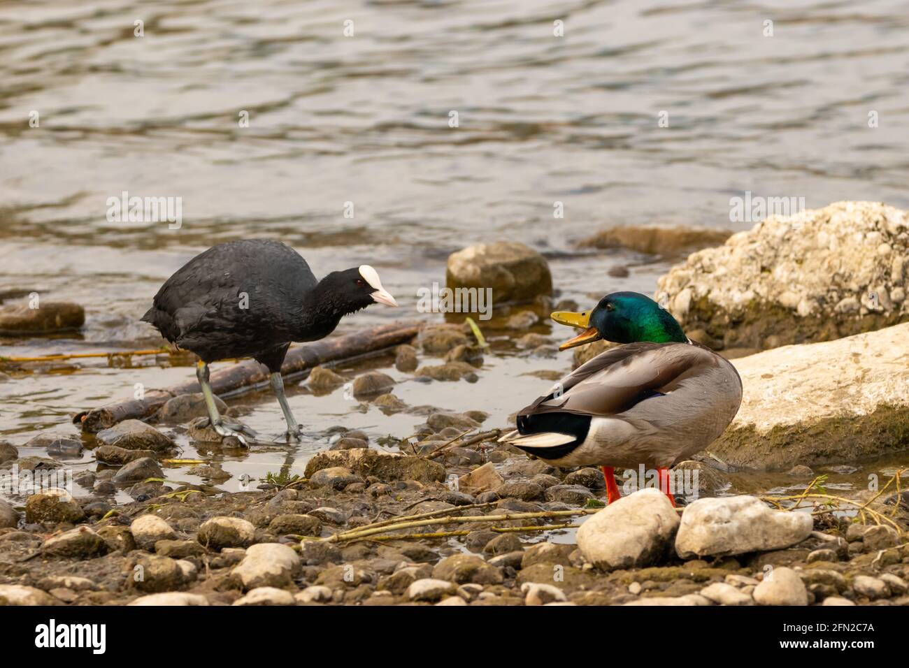 Duck observation at the lake of Constance in Altenrhein in Switzerland ...