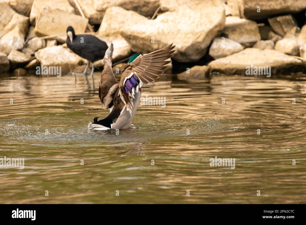 Duck observation at the lake of Constance in Altenrhein in Switzerland ...