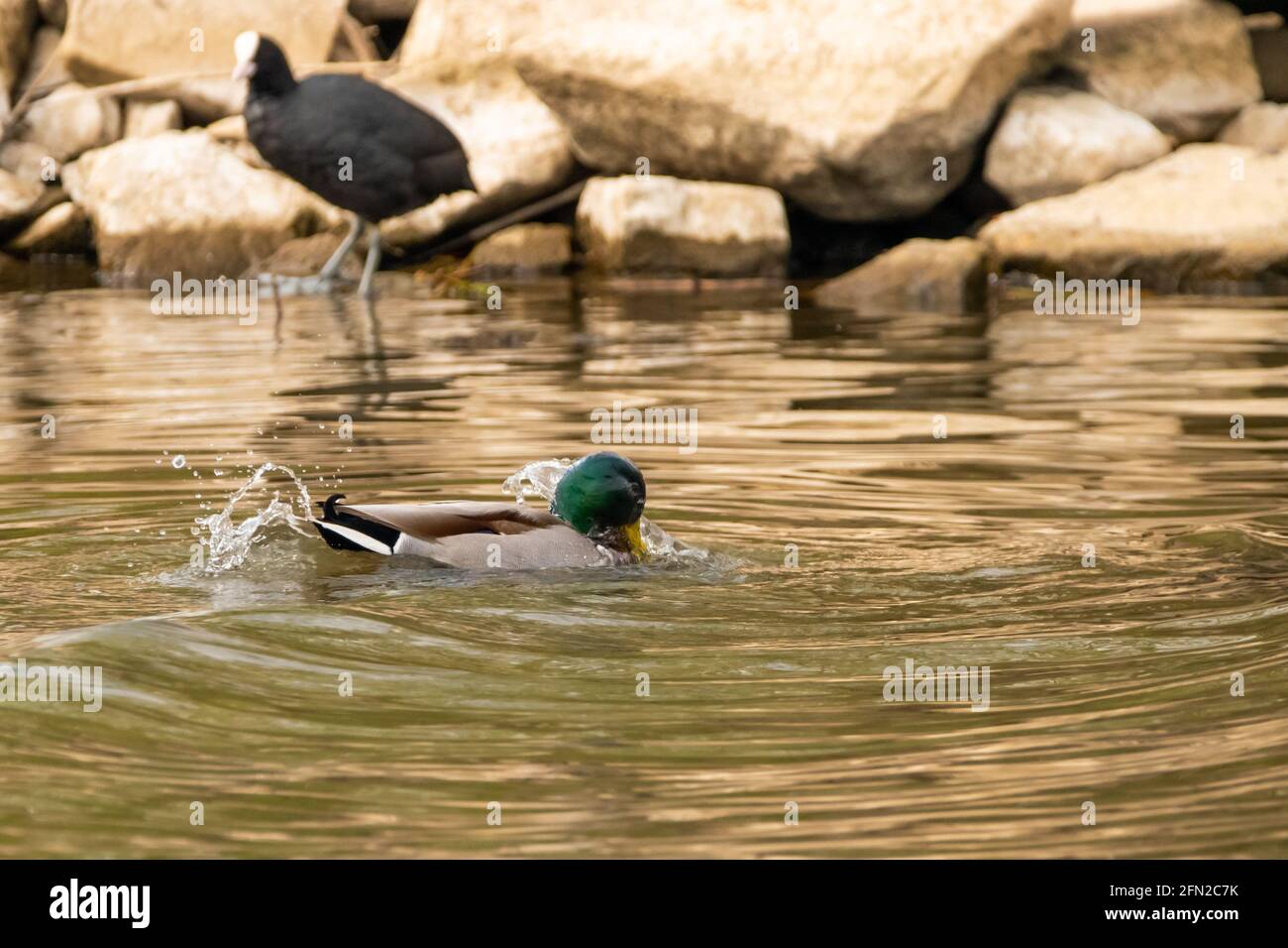 Duck observation at the lake of Constance in Altenrhein in Switzerland ...
