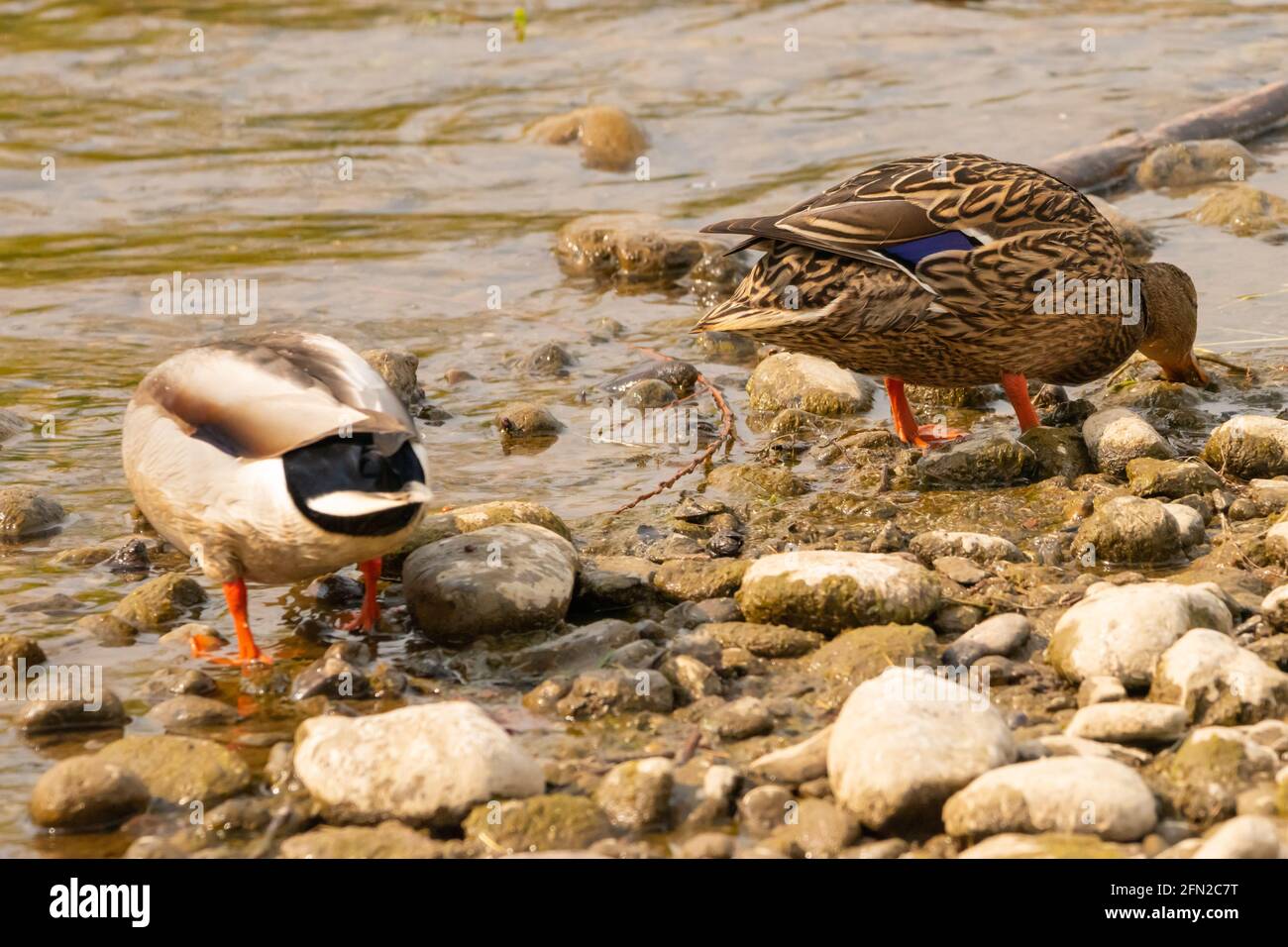 Duck observation at the lake of Constance in Altenrhein in Switzerland ...