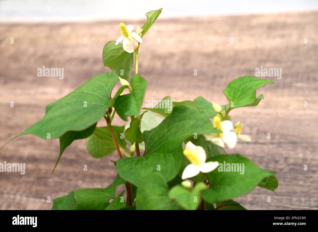 Houttuynia cordata thunb hi-res stock photography and images - Alamy