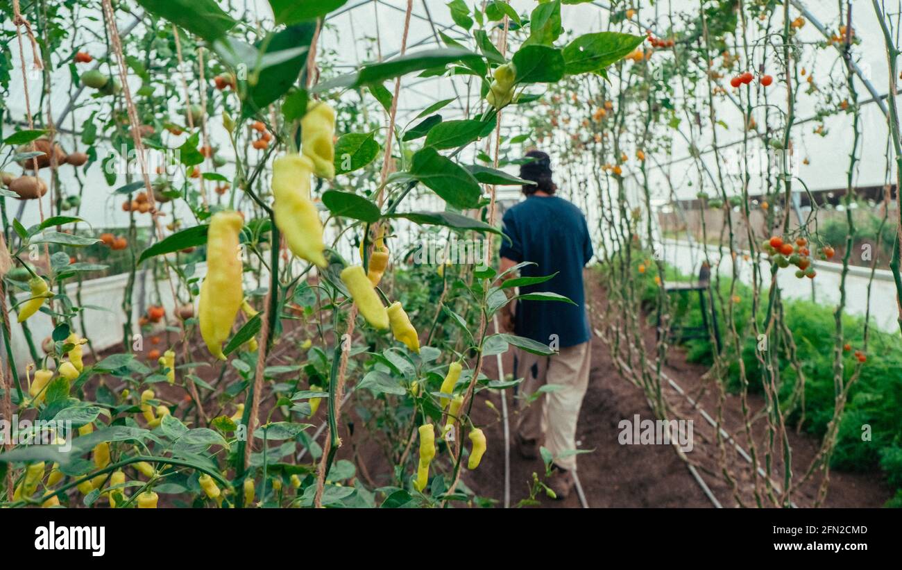 yellow pepper or chili pepper , cultivation inside a greenhouse, farmer ...