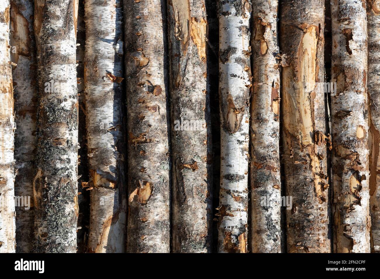 birch logs in rows. the trees are stacked with stacks. timber. High ...