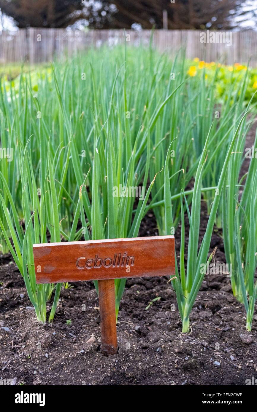 natural and organic chives plantation Stock Photo - Alamy