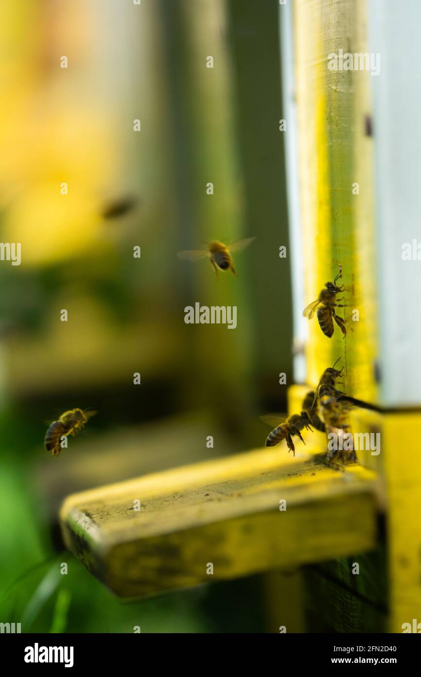 Black bees hive entrance hi-res stock photography and images - Alamy