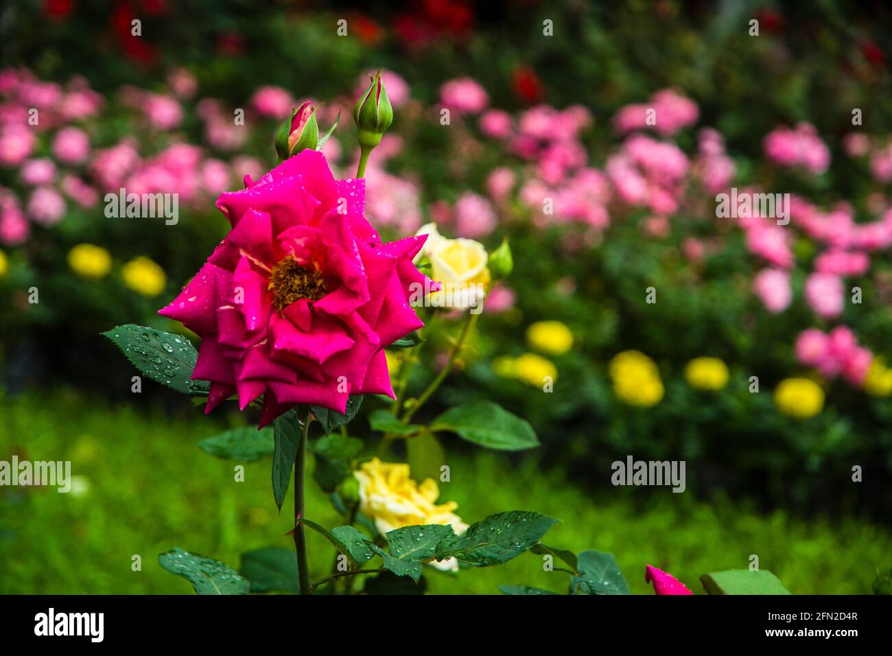 Chinese garden background hi-res stock photography and images - Alamy
