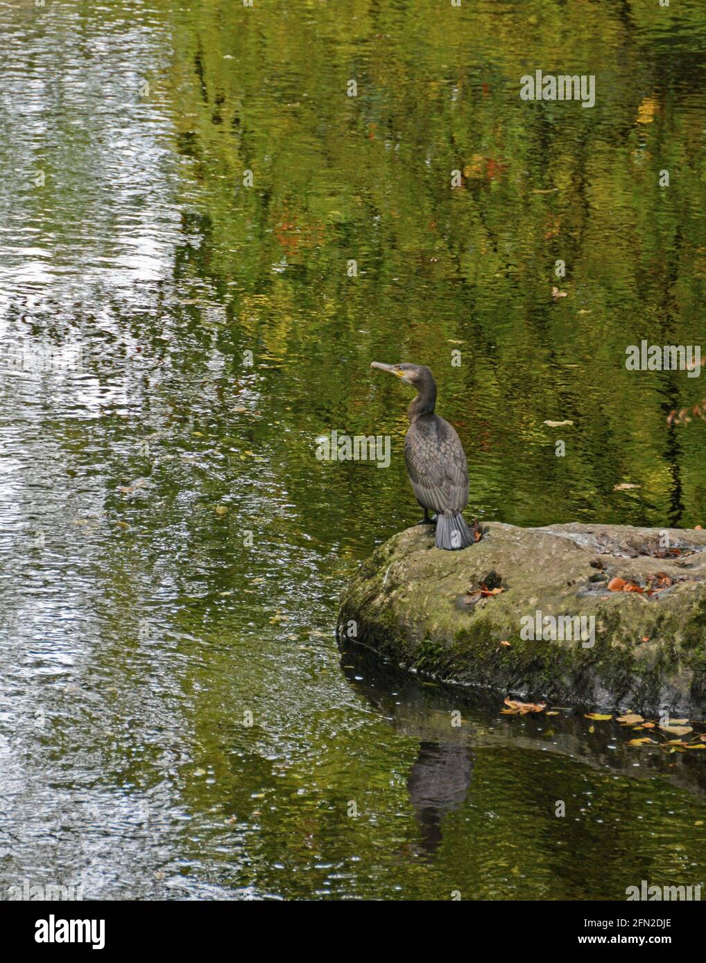 Shag perched riverside on an attractive stretch of the River Teign near ...