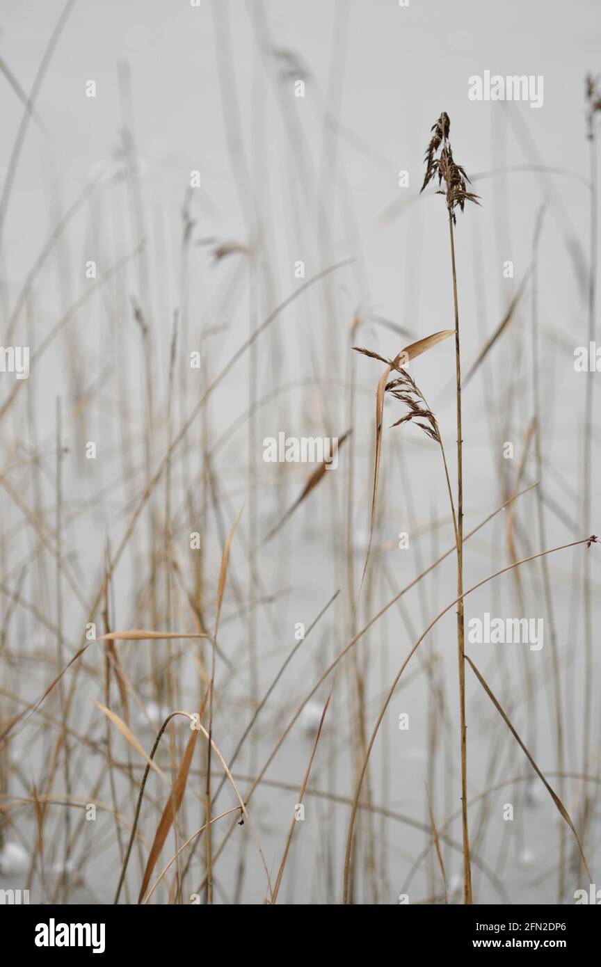Meadow texture hi-res stock photography and images - Alamy