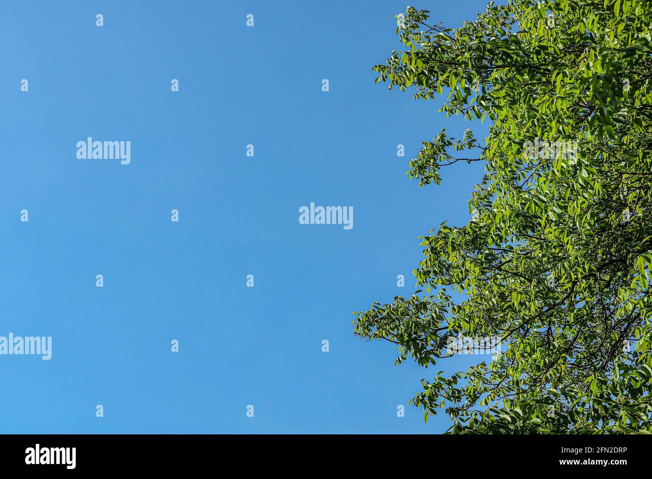 Clean canopy hi-res stock photography and images - Alamy