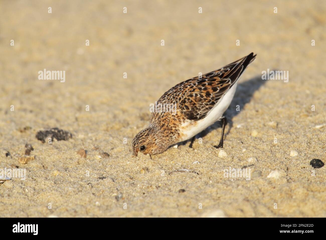 Sanderlings calidris alba on beach hi-res stock photography and images ...