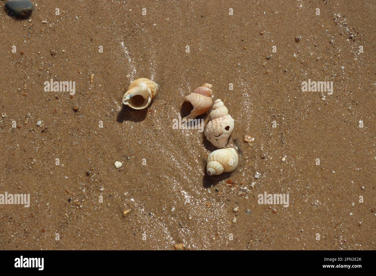 Shells on the beach Stock Photo - Alamy