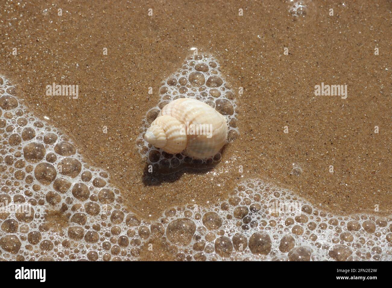 Front side of the sea shells hi-res stock photography and images - Alamy