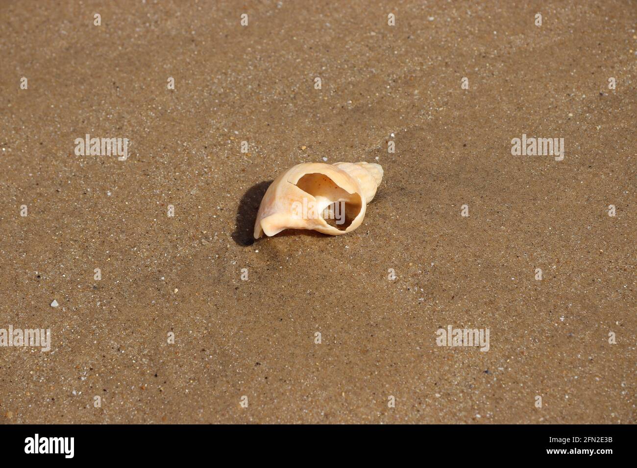 Front side of the sea shells hi-res stock photography and images - Alamy