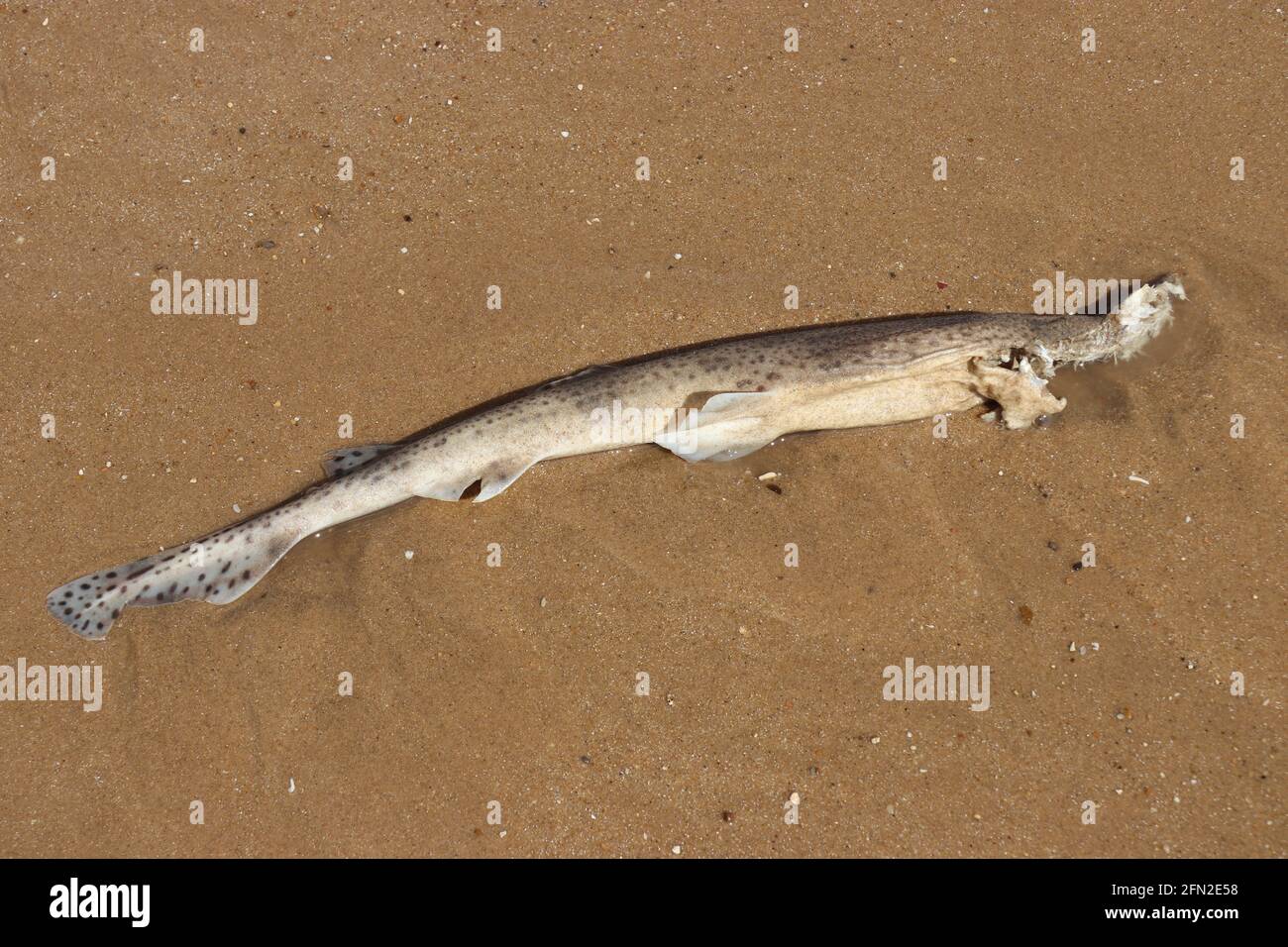 Spiny dogfish hi-res stock photography and images - Alamy