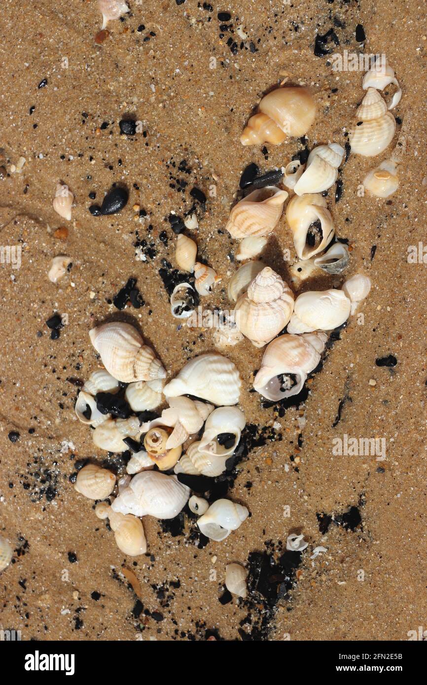 Front side of the sea shells hi-res stock photography and images - Alamy